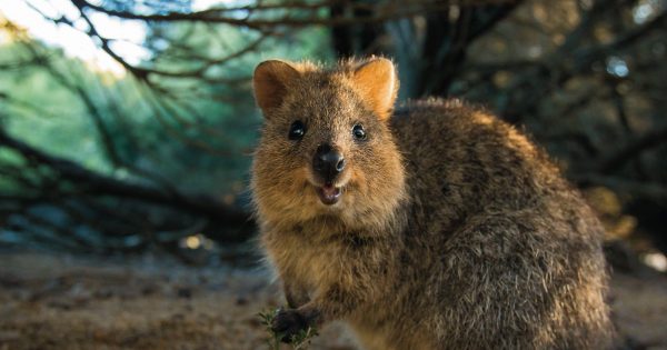 Pensi di essere una cattiva madre? Il meme della mamma quokka diventa ...